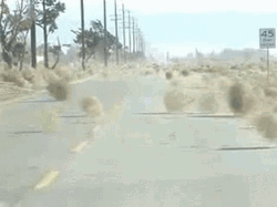 Tumble Weeds Rolling With Dust Storm GIF | GIFDB.com