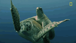 Turtle Couple Swimming Under Ocean GIF | GIFDB.com