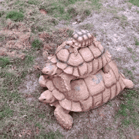 Turtle Family Amazing Piggy Back GIF | GIFDB.com