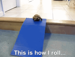 Turtle How I Roll Slide Down GIF | GIFDB.com