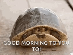 Turtle Tuesday Good Morning GIF | GIFDB.com