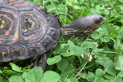 Turtle Walking Slow Over Leaves GIF | GIFDB.com