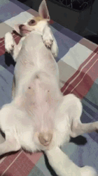 Twerking Dog Chihuahua GIF | GIFDB.com