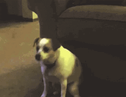 Twerking Dog Jack Russell Terrier GIF | GIFDB.com