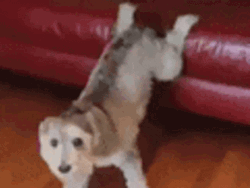 Twerking Dog On The Sofa GIF | GIFDB.com