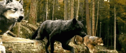 Twilight Movie Wolf Pack GIF | GIFDB.com