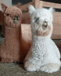 Two Alpacas Eating GIF | GIFDB.com