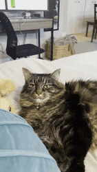 Unimpressed Cat Staring Look GIF | GIFDB.com