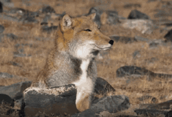 Unimpressed Fox Look GIF | GIFDB.com