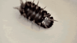 Upside Down Woodlouse Bug GIF | GIFDB.com