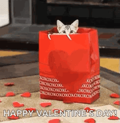 Valentine Cat Inside Paper Bag GIF | GIFDB.com