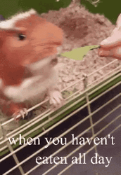 Very Hungry Cuy Guinea Pigs GIF | GIFDB.com