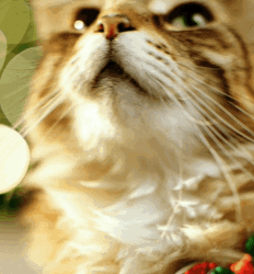 Vibing Cat Looking Up GIF | GIFDB.com