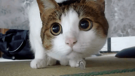 Vigilant Huh Cat Meme GIF | GIFDB.com