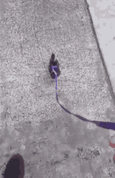 Walking Duck Animated Waddle Meme GIF | GIFDB.com