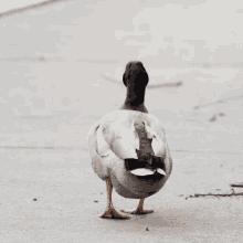 Walking Duck Funny Animal Cute Waddle GIF | GIFDB.com