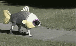 Walking Fish Costume GIF | GIFDB.com