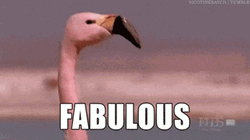 Walking Flamingo GIF | GIFDB.com