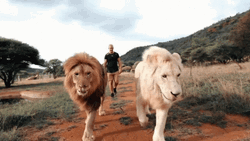 Walking Time Go Lions GIF | GIFDB.com