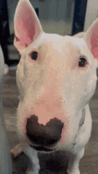 Walter Tail Wagging GIF | GIFDB.com