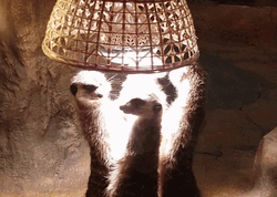 Wary Meerkats Watchful Eyes GIF | GIFDB.com