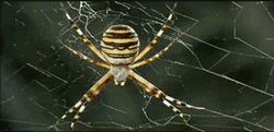 Wasp Spider Trapping Insect GIF | GIFDB.com
