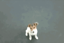 Wasted Dog Acting GIF | GIFDB.com