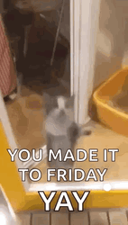 We Made It To Friday Jumping Cat GIF | GIFDB.com