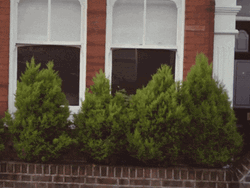 Weaving George Bush Shoe GIF | GIFDB.com