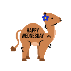Wednesday Happy Wednesday Sticker GIF | GIFDB.com