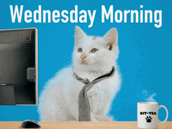 Wednesday Morning Cat Wonderful Wednesday GIF | GIFDB.com