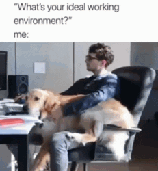 Wednesday Work Meme Man With Dog GIF | GIFDB.com