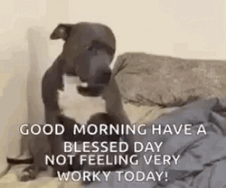 Wednesday Work Meme Sleepy Black Dog GIF | GIFDB.com