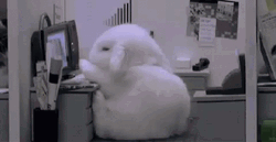 Wednesday Work Meme Sleepy White Rabbit GIF | GIFDB.com
