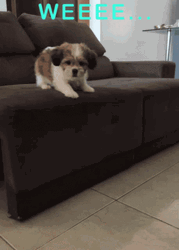 Weeee Puppy Jump GIF | GIFDB.com