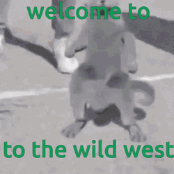 Welcome To The Wild West Cat Dance GIF | GIFDB.com