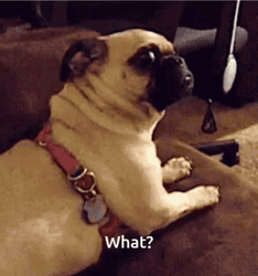 Whaaat Funny Pug Side Eyes GIF | GIFDB.com
