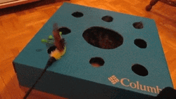 Whack A Mole Playing With Cat GIF | GIFDB.com