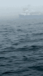 Whale Breaching Splashing GIF | GIFDB.com