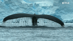 Whale Dive Tail GIF | GIFDB.com