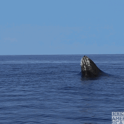 Whale Jumps Bbc GIF | GIFDB.com