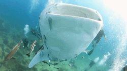 Whale Shark And A Group Of Fish GIF | GIFDB.com