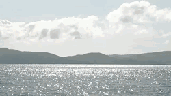 Whale Slow Motion Backflip GIF | GIFDB.com