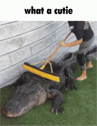 What A Cutie Crocodile GIF | GIFDB.com