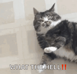 What The Hell Meme Cat GIF | GIFDB.com