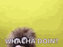 Whatcha Doin Weird Puppet Teeth GIF | GIFDB.com