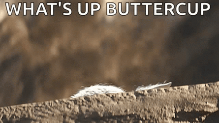 Grogu Whats Up Buttercup GIF | GIFDB.com