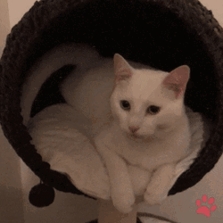 White Cat GIFs | GIFDB.com