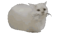 White Cat Spinning Slow GIF | GIFDB.com