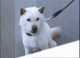 White Dog Barking Sound GIF | GIFDB.com